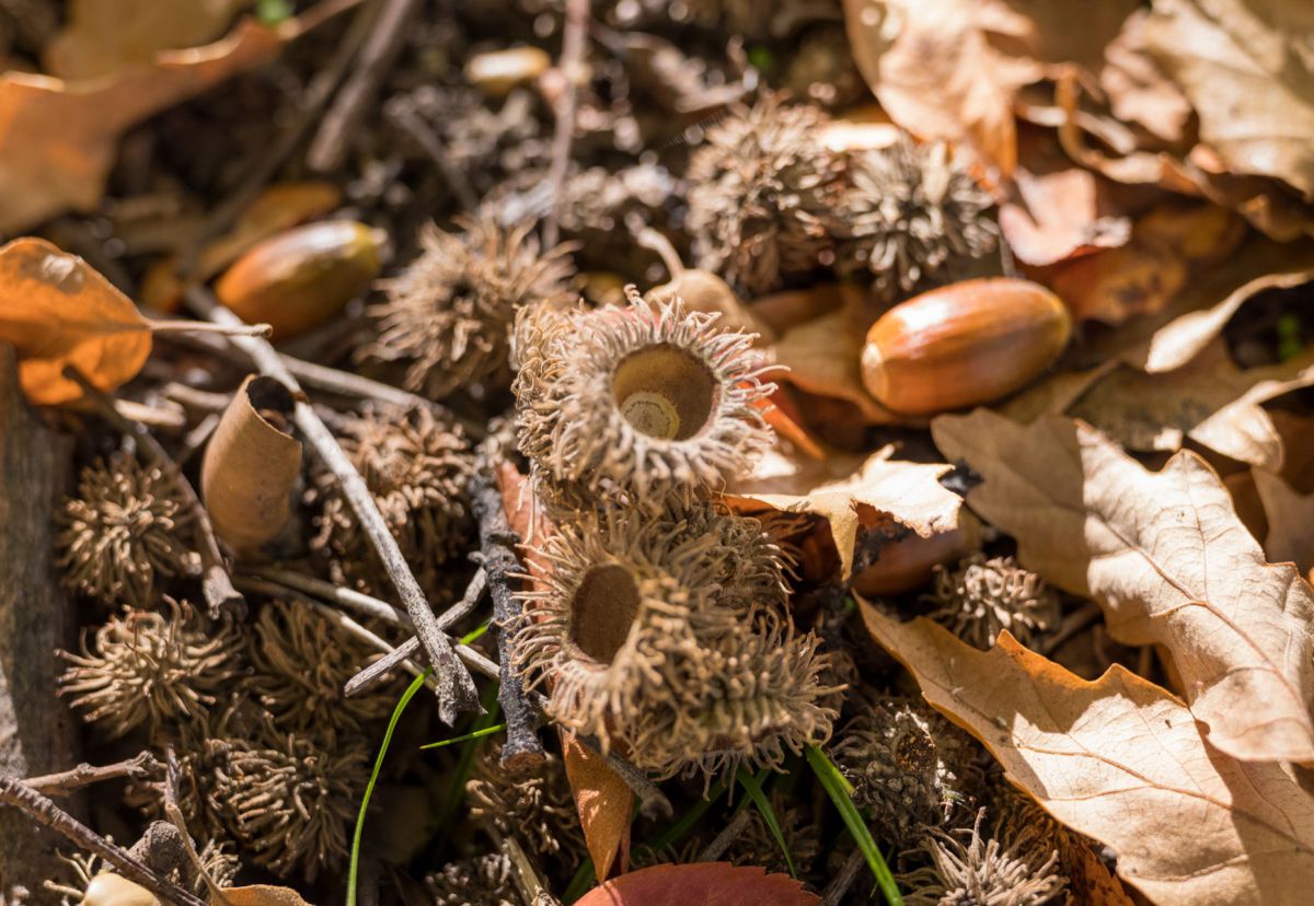 Acorn （ドングリ） queenstown NZ.21-04-2024 | GANREF