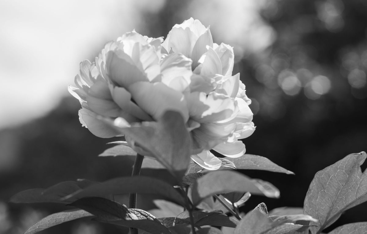 Botan Queenstown NZ. 22-10-2020 | GANREF