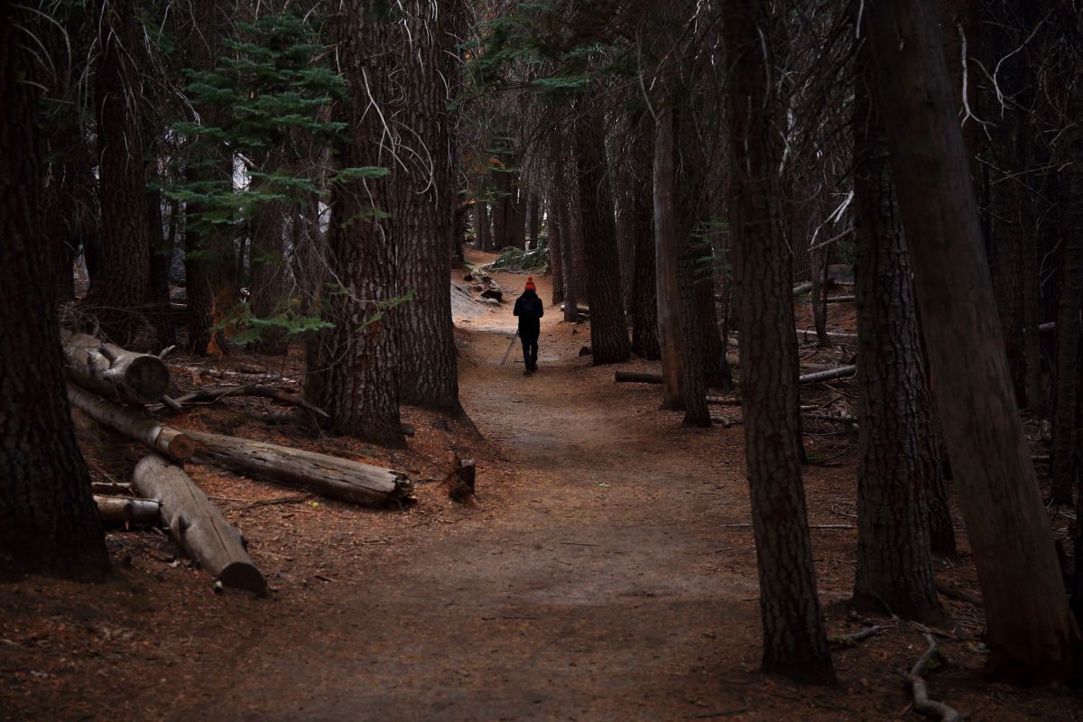 Into the woods | GANREF