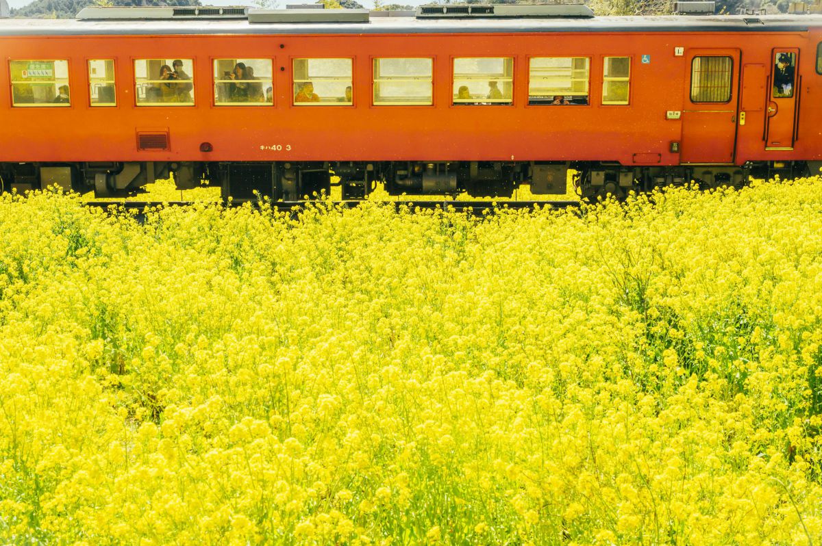 春色の車窓 | GANREF