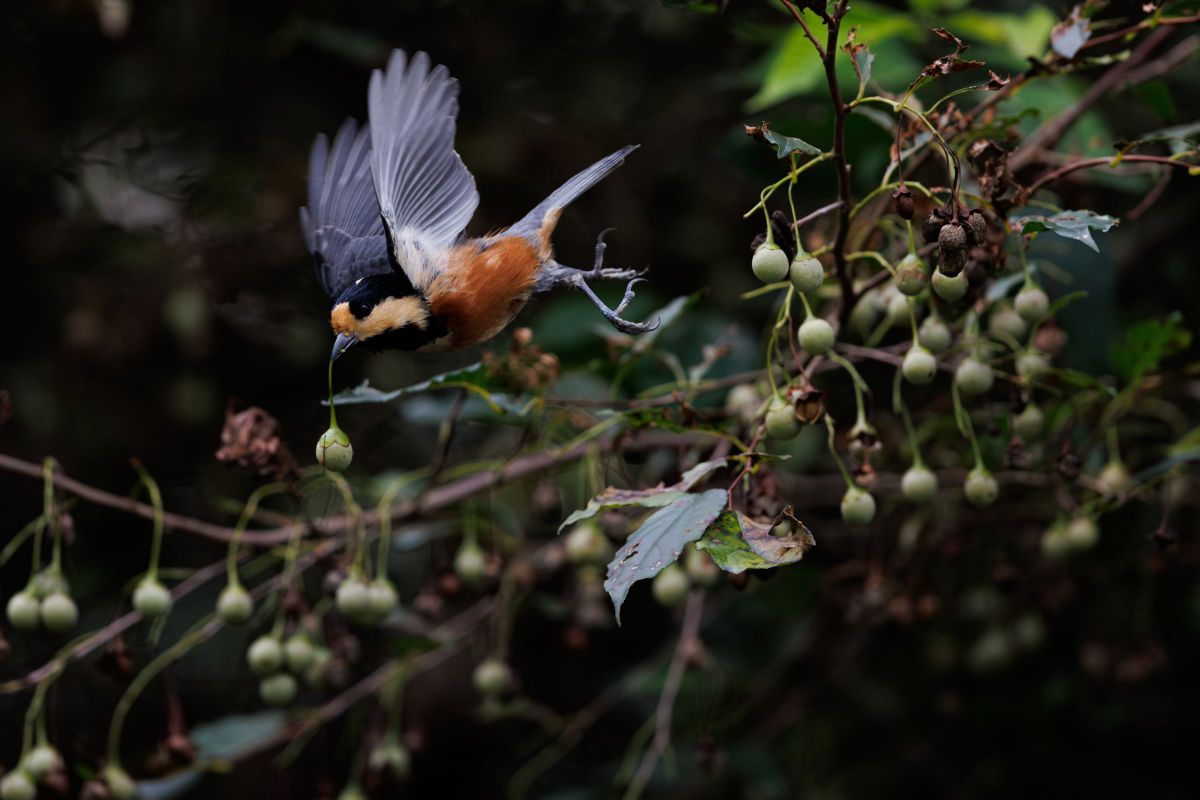 木の実をぶら下げて | GANREF