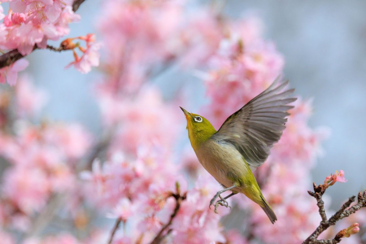 河津桜とメジロ | GANREF