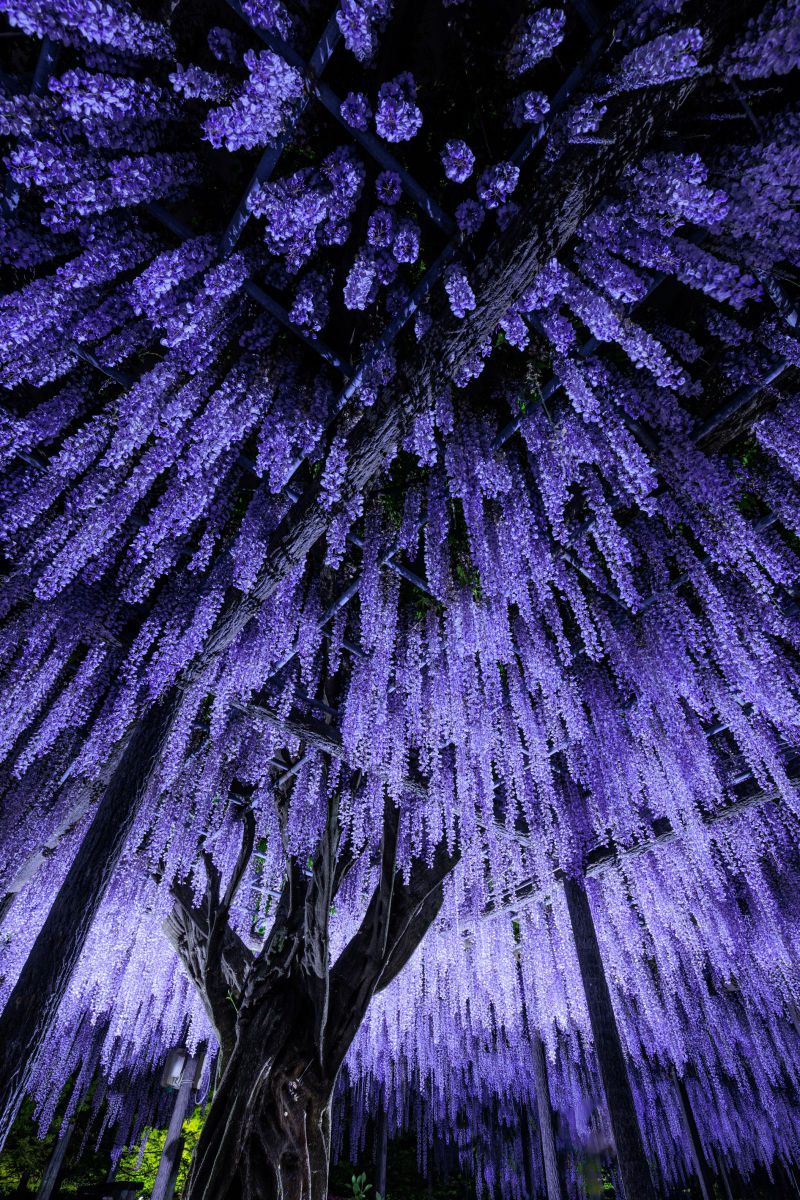 玉敷神社の藤棚ライトアップ | GANREF