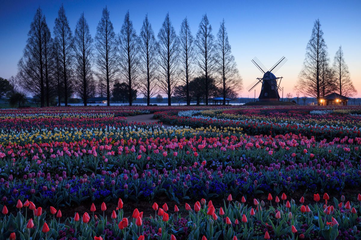 夜明けとチューリップ畑 | GANREF