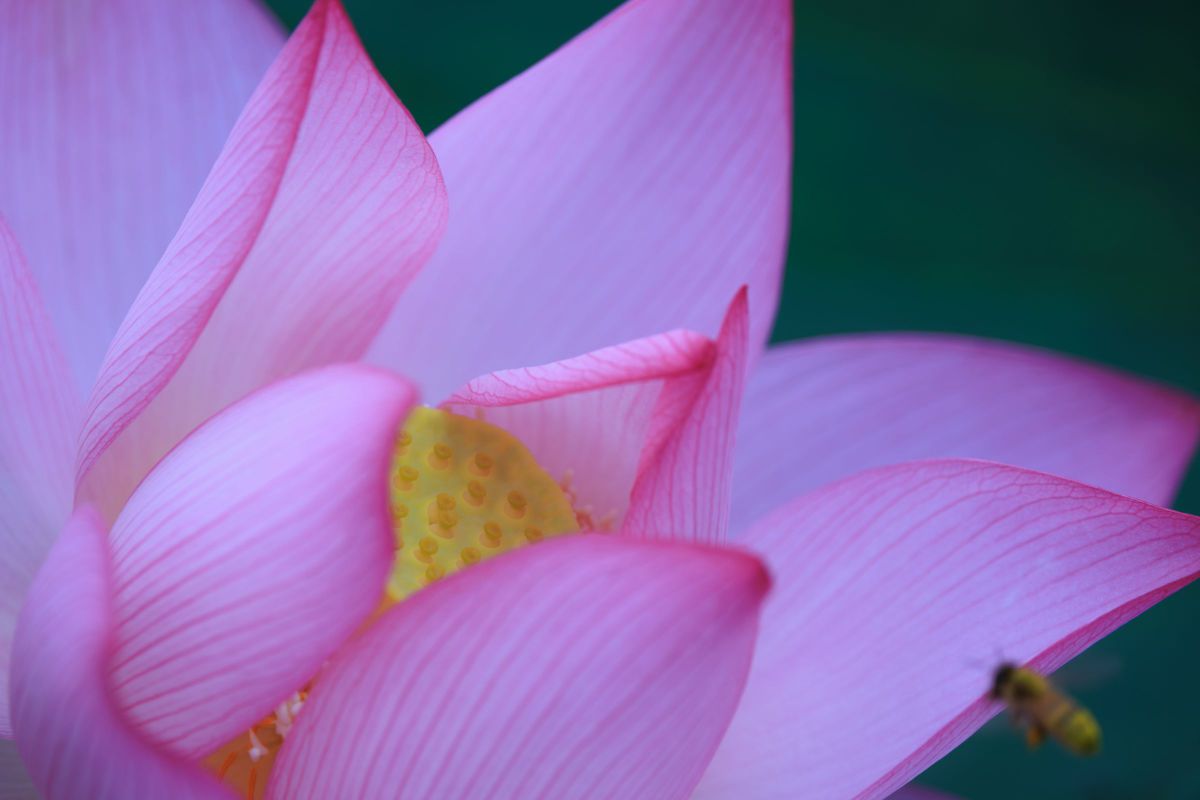 訪問者の影 | GANREF