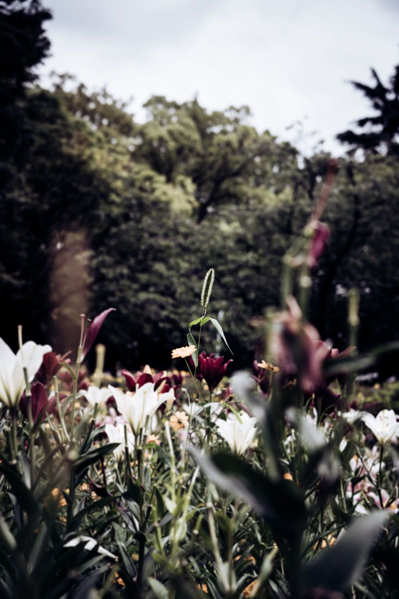 百合 vs 猫じゃらし | GANREF