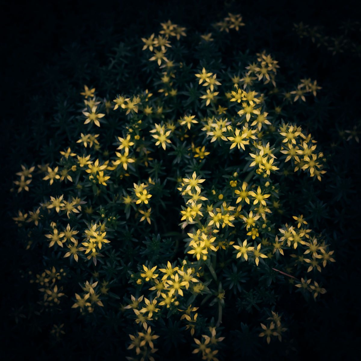 tiny yellow flowers on green | GANREF