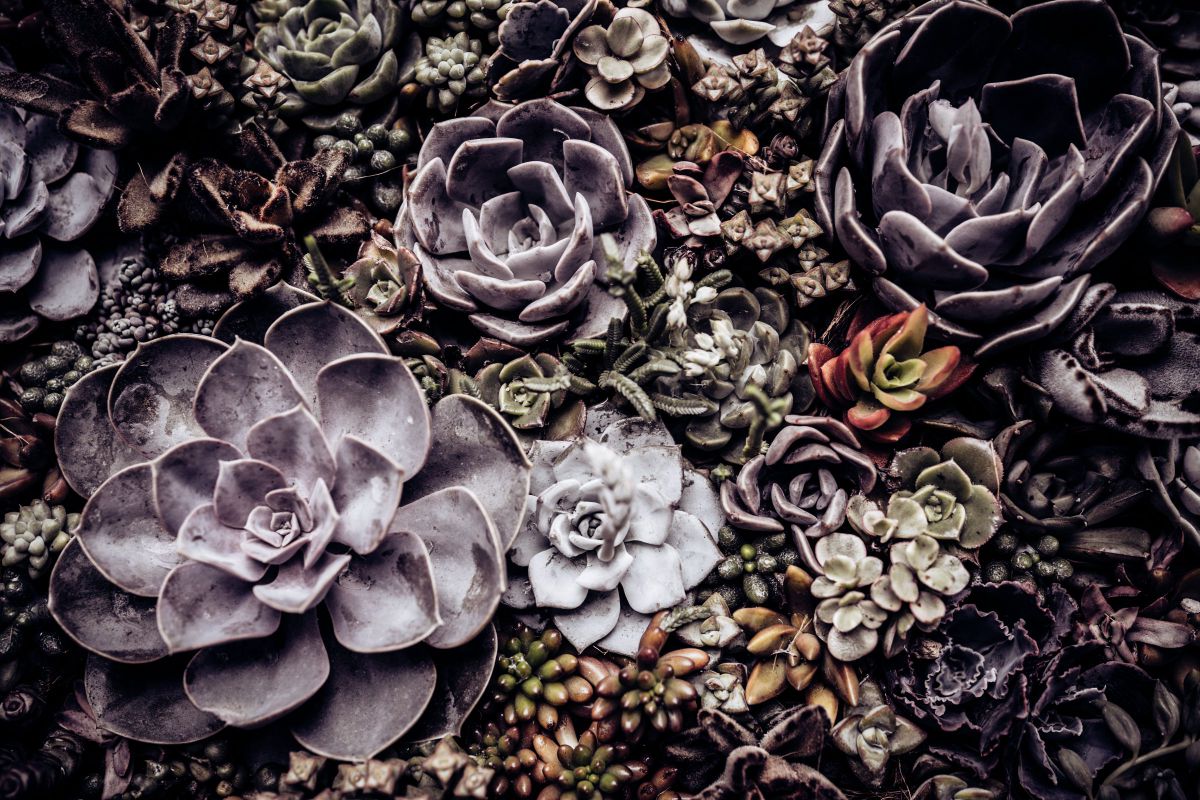 The garden of succulent plants | GANREF