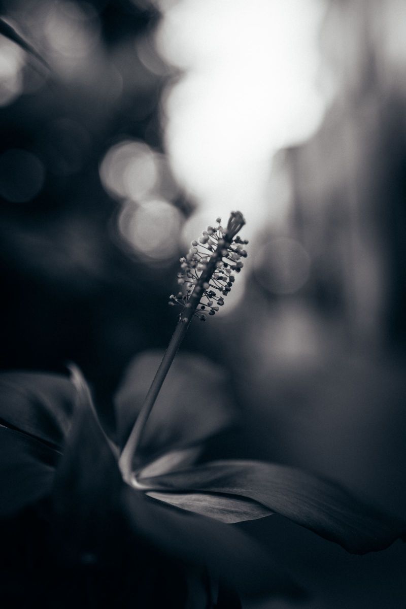 垢抜けたFlower | GANREF