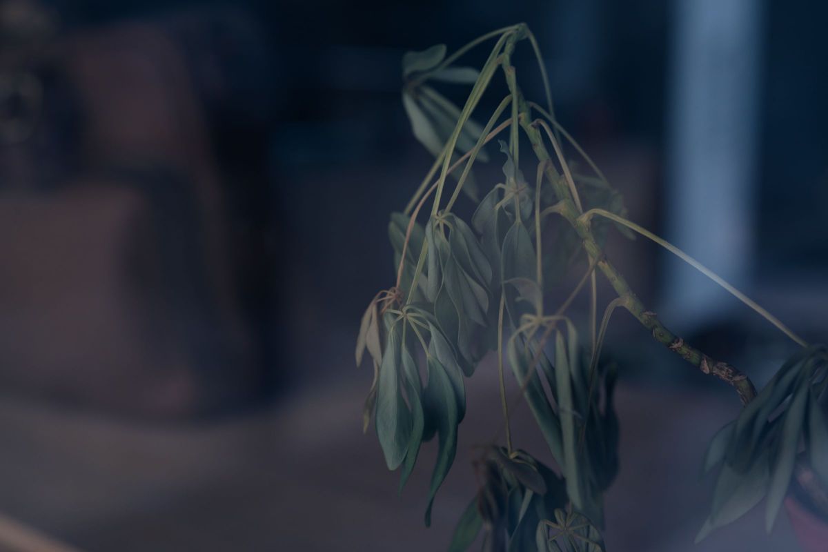 ornamental foliage plant | GANREF