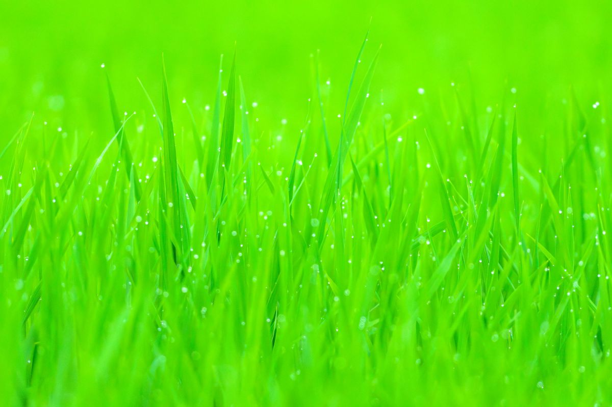 Sea of Rice Grass | GANREF