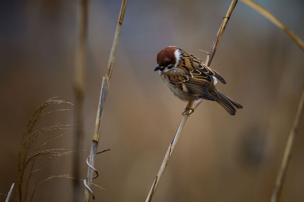 How Do I Look | GANREF