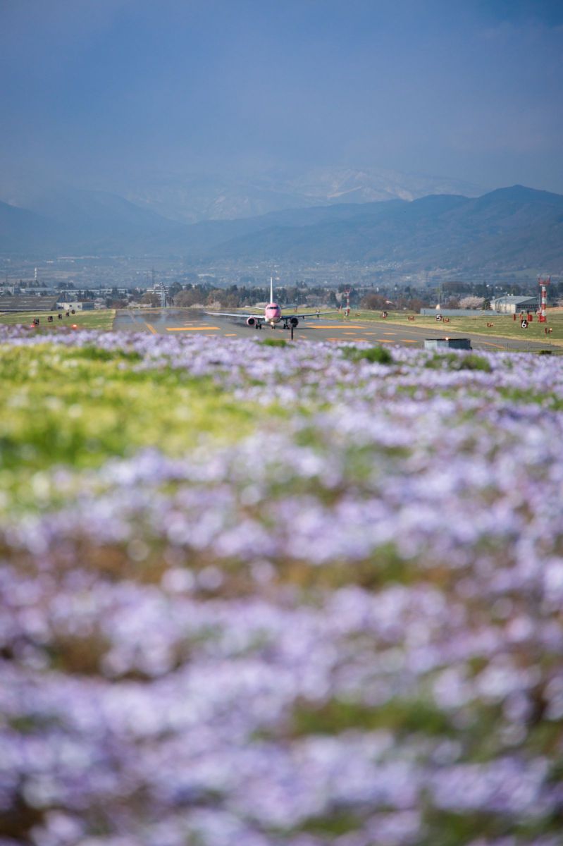 Departure in Bloom | GANREF