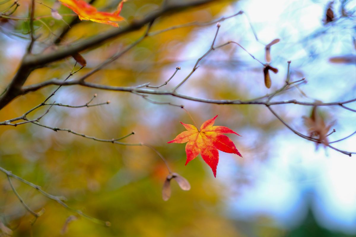 負けない紅葉 | GANREF