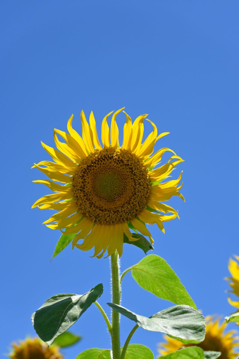 sunflower | GANREF