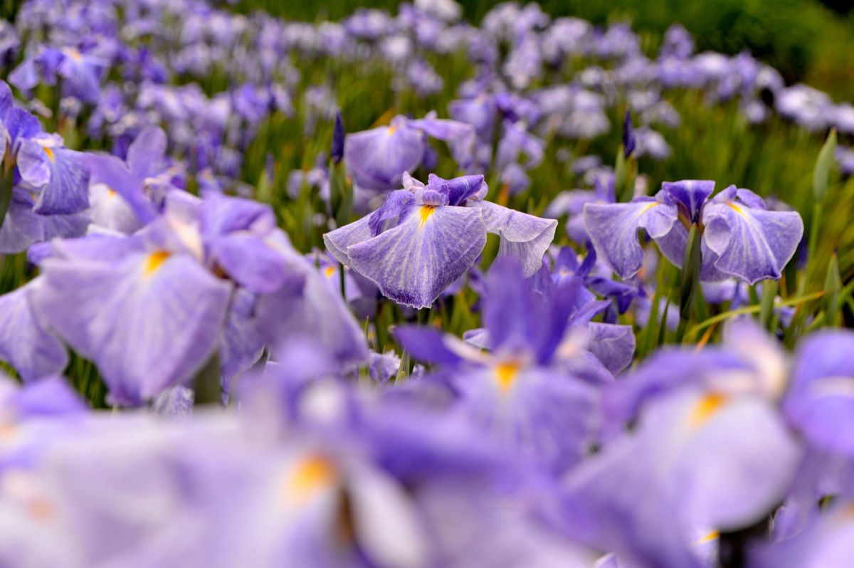 花しょうぶ | GANREF