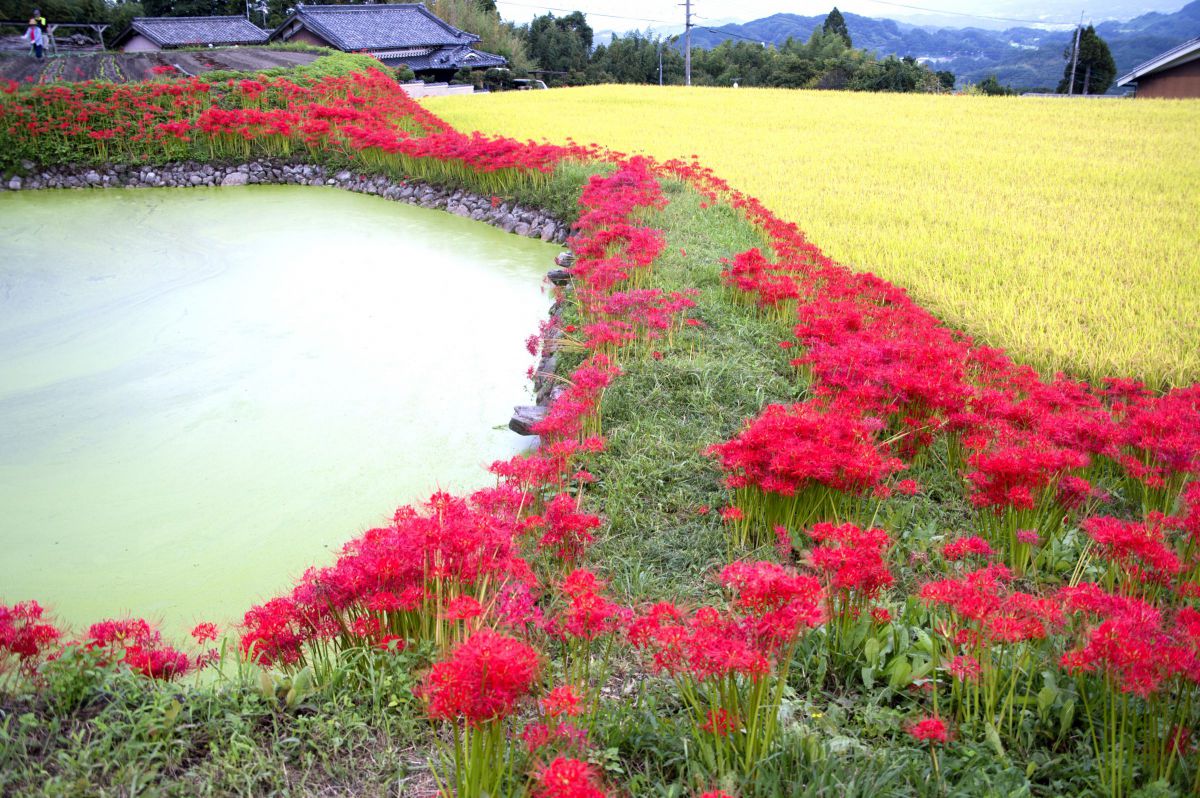 伏見池4k | GANREF