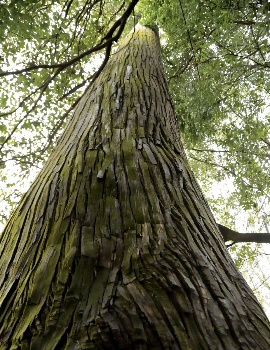 青梅の大樹 | GANREF