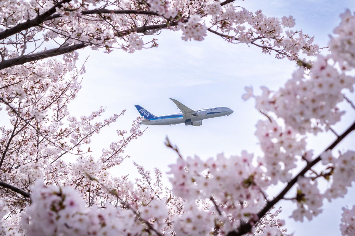 サクラトンネル | GANREF