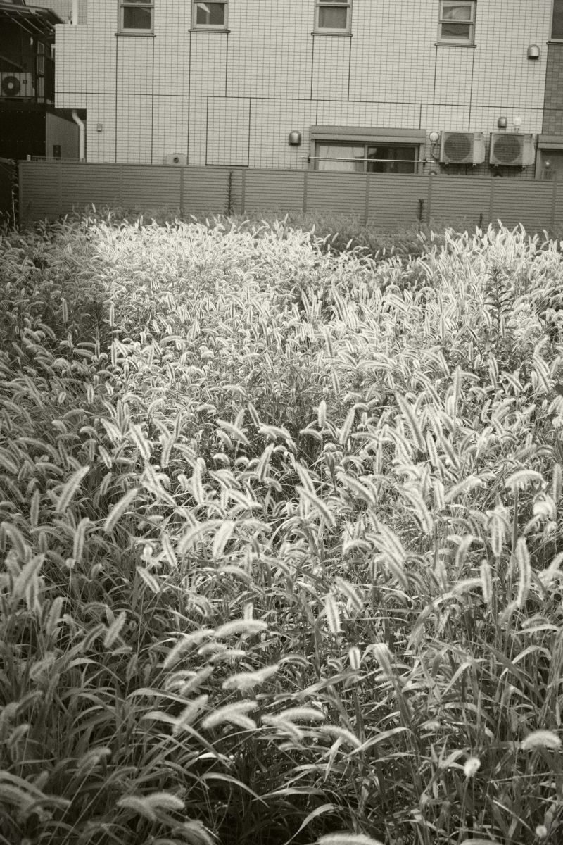 ねこじゃらし | GANREF