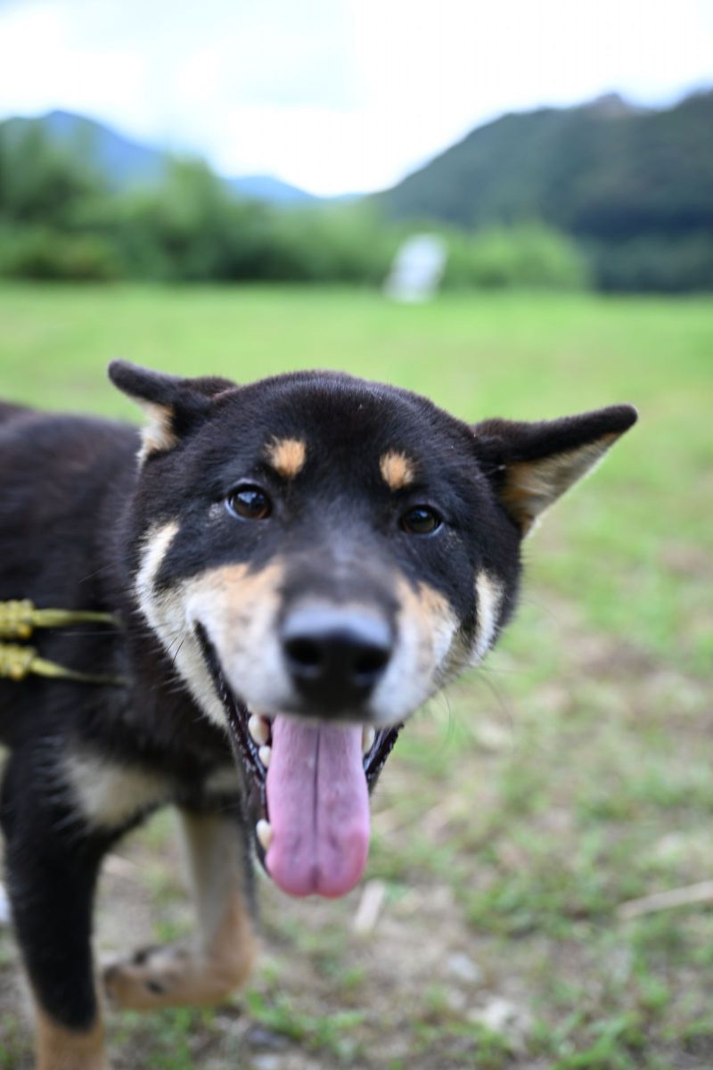 ニコン Z 8 レビュー自己紹介 | GANREF