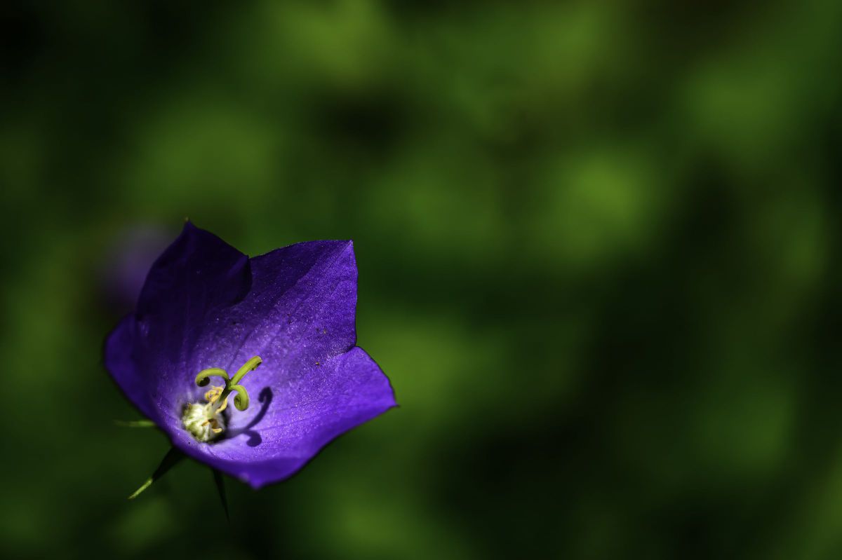 木漏れ日の中で | GANREF