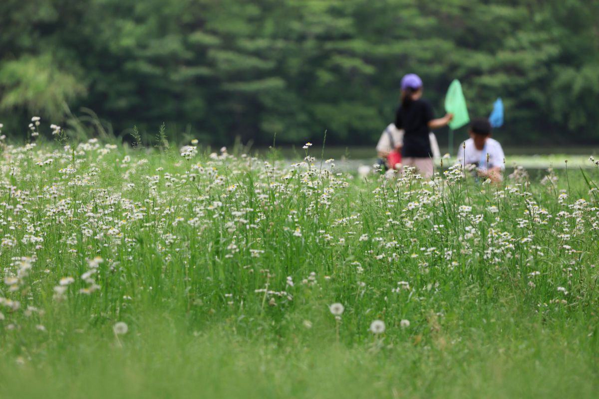 Sunday Park | GANREF