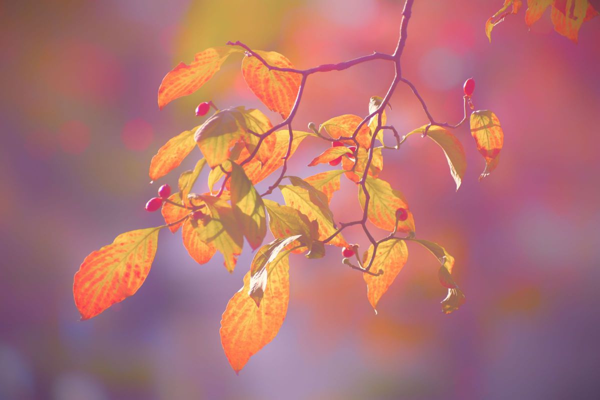 autumn reverse | GANREF