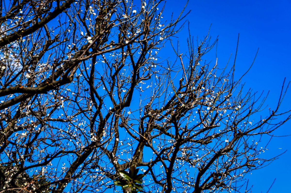 ヒコーキのいる風景51 | GANREF