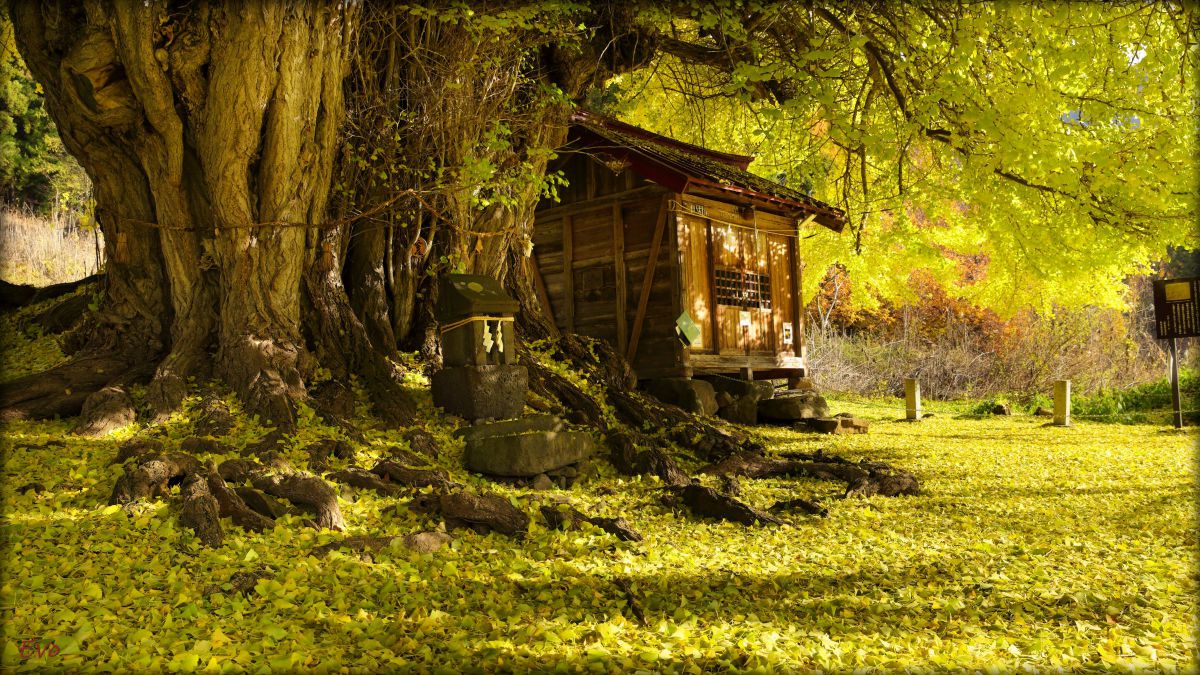 祠（ほこら）と社（やしろ） | GANREF