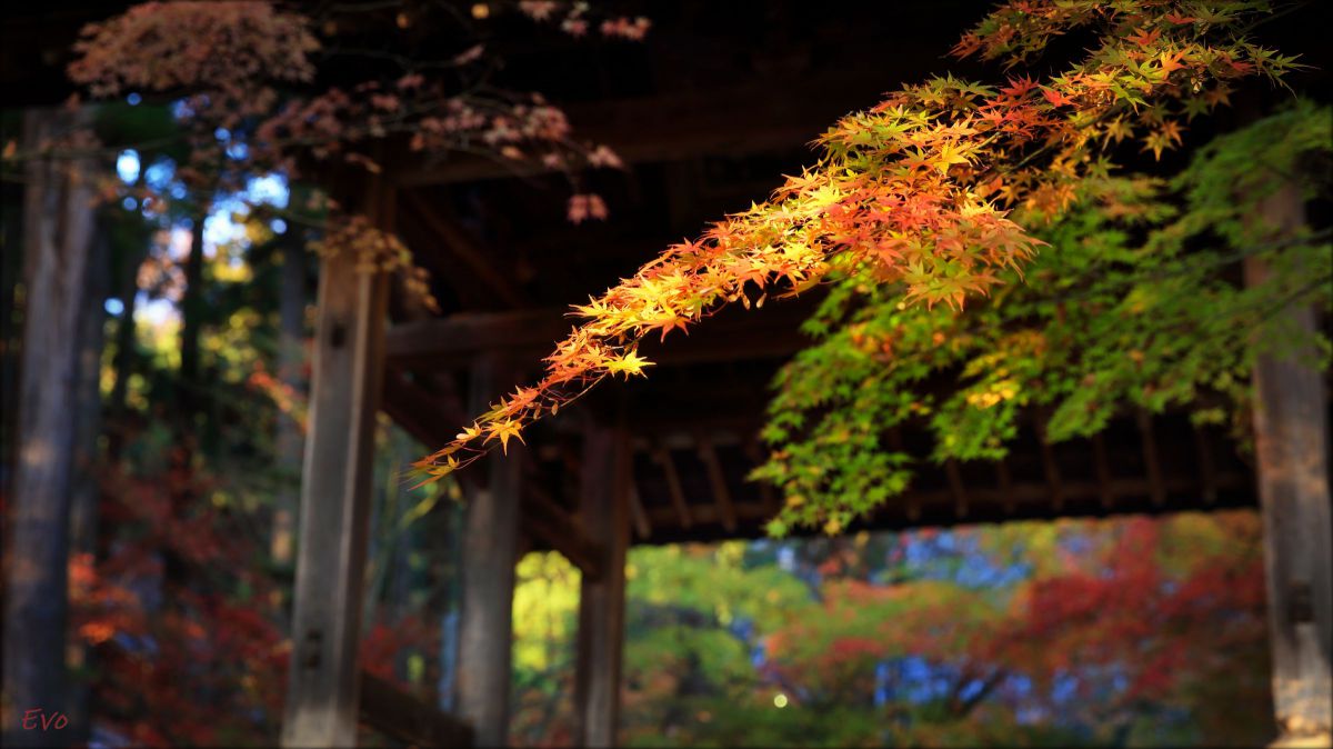 紅一点・・ | GANREF