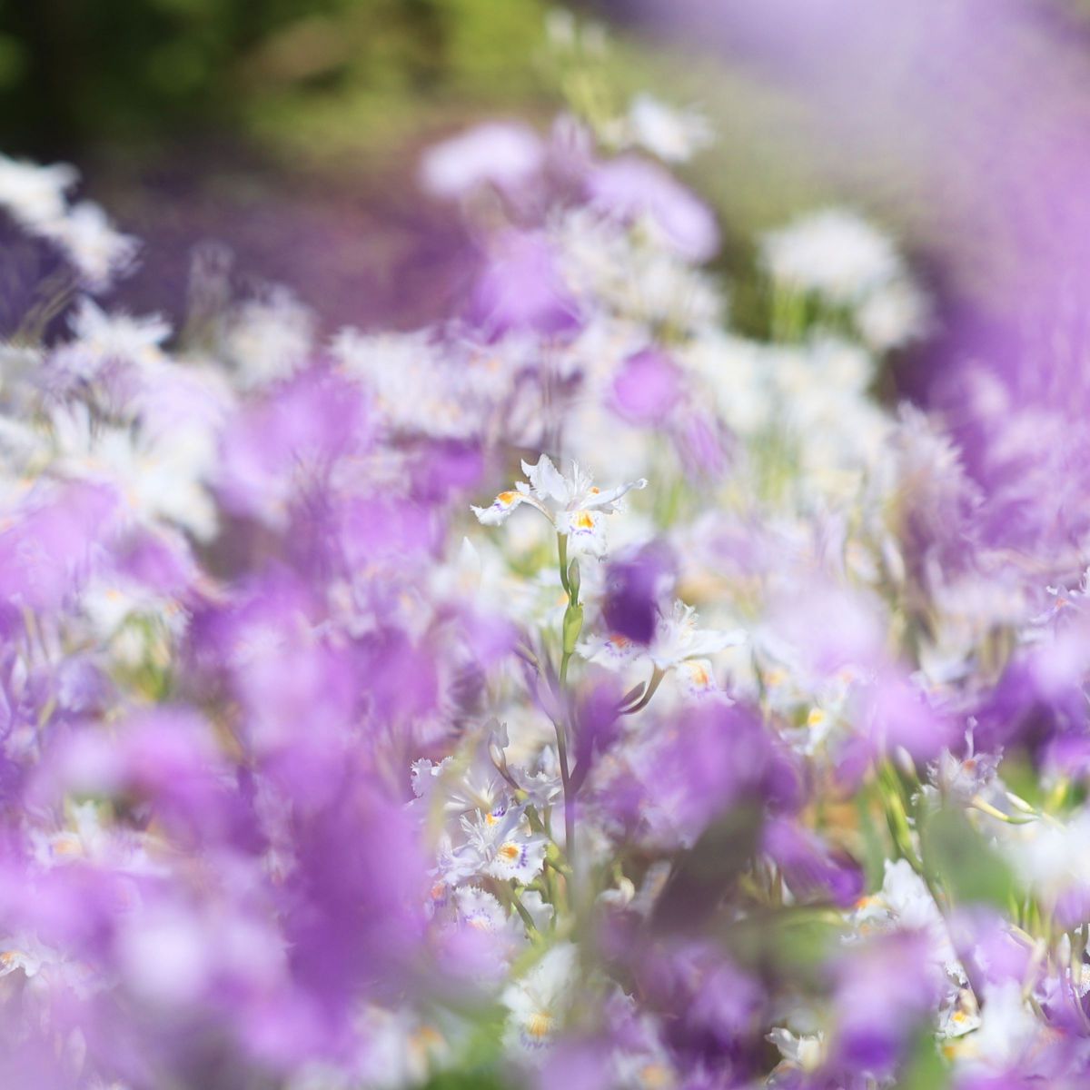 white＆purple | GANREF