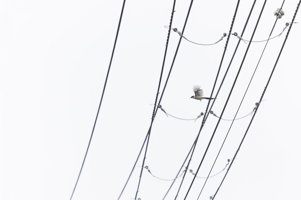 Little Phoenix Ⅱ | GANREF