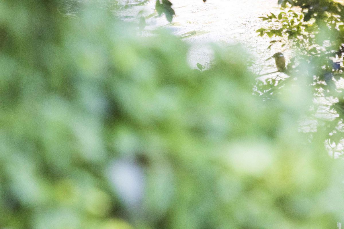 Green River | GANREF