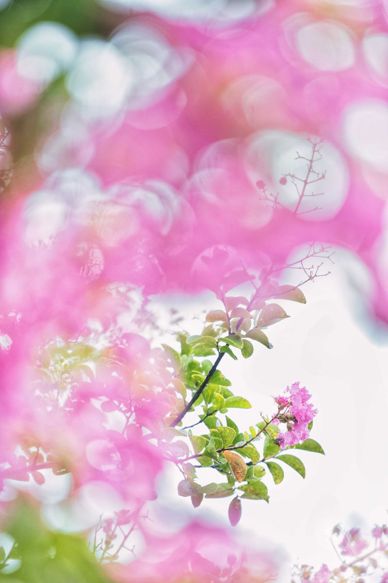 Vivid Light Magenta | GANREF