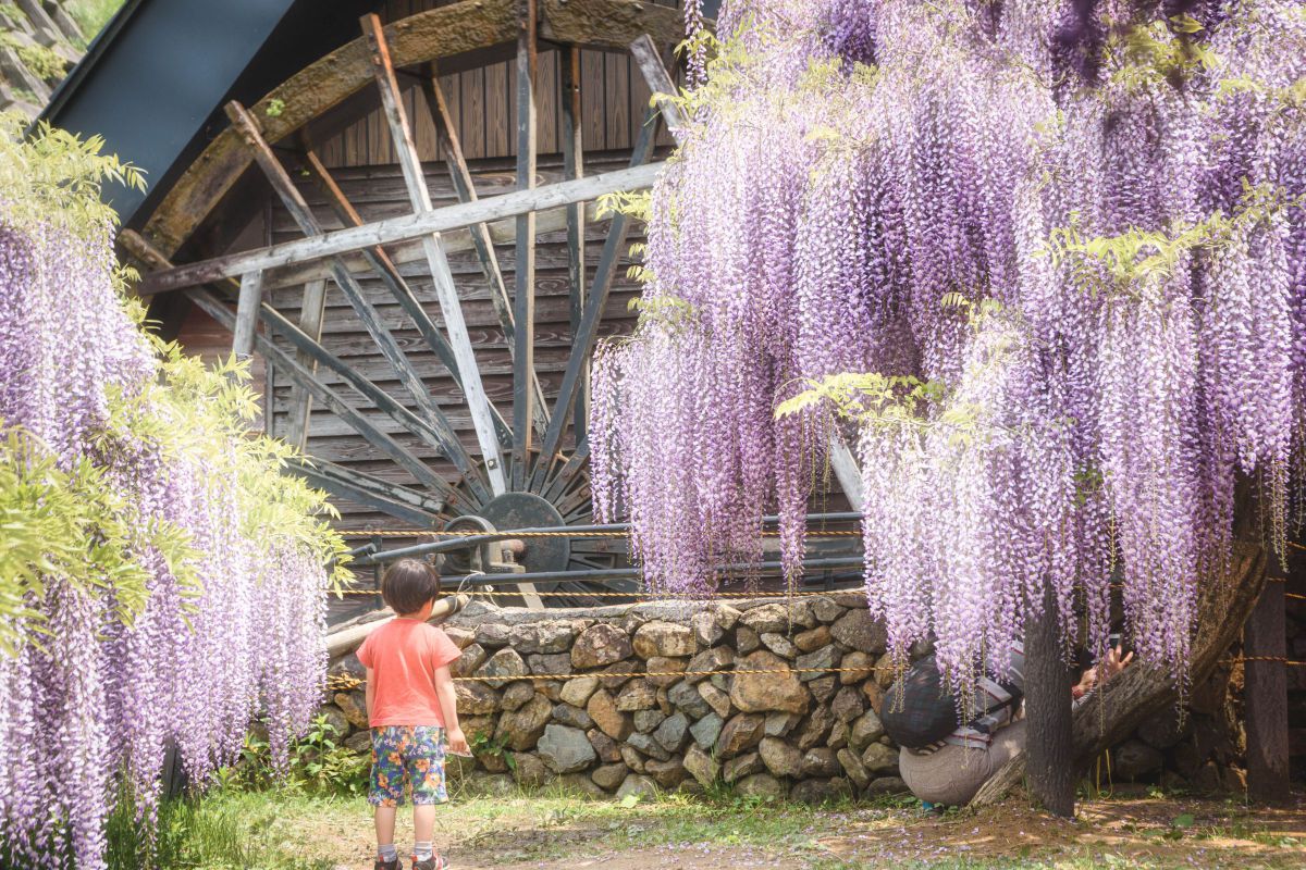 幻想世界 | GANREF