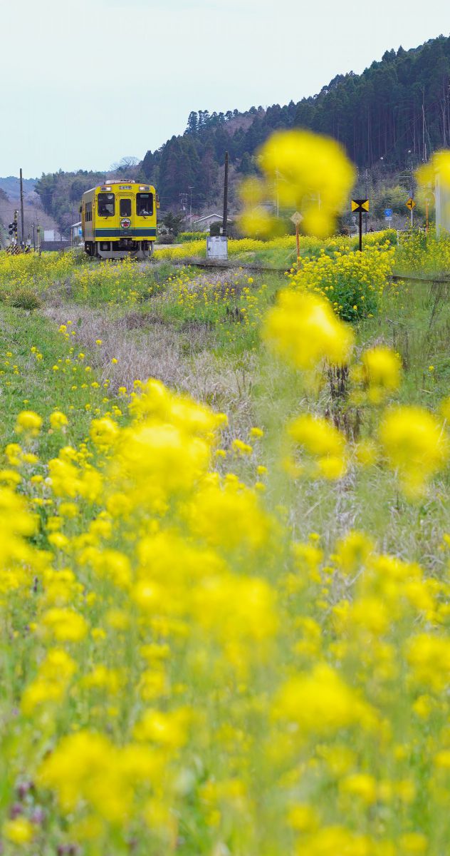 I am Back。⑨ | GANREF