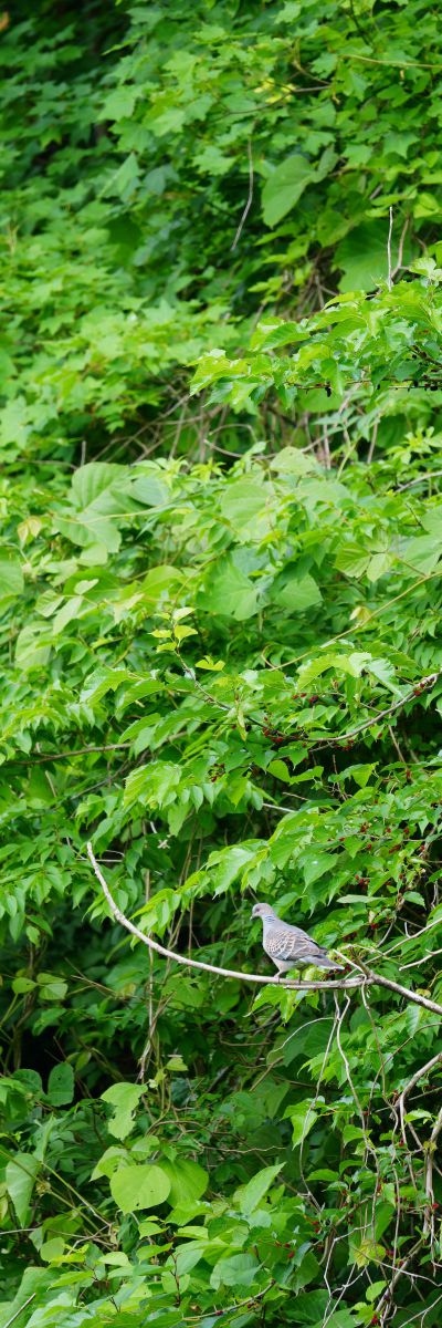 52 Weeks Project 。 | GANREF