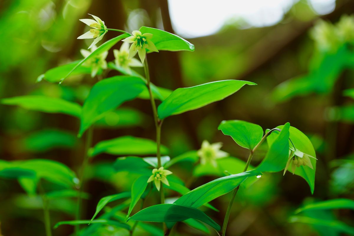 SIGMA にてパートII。 | GANREF