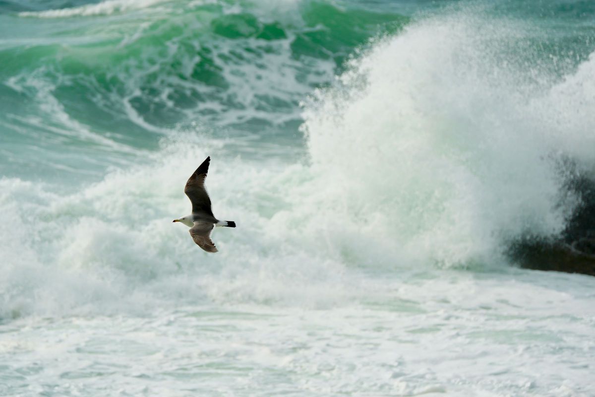 52 Weeks Project (16-52) 磯が荒れても。 | GANREF