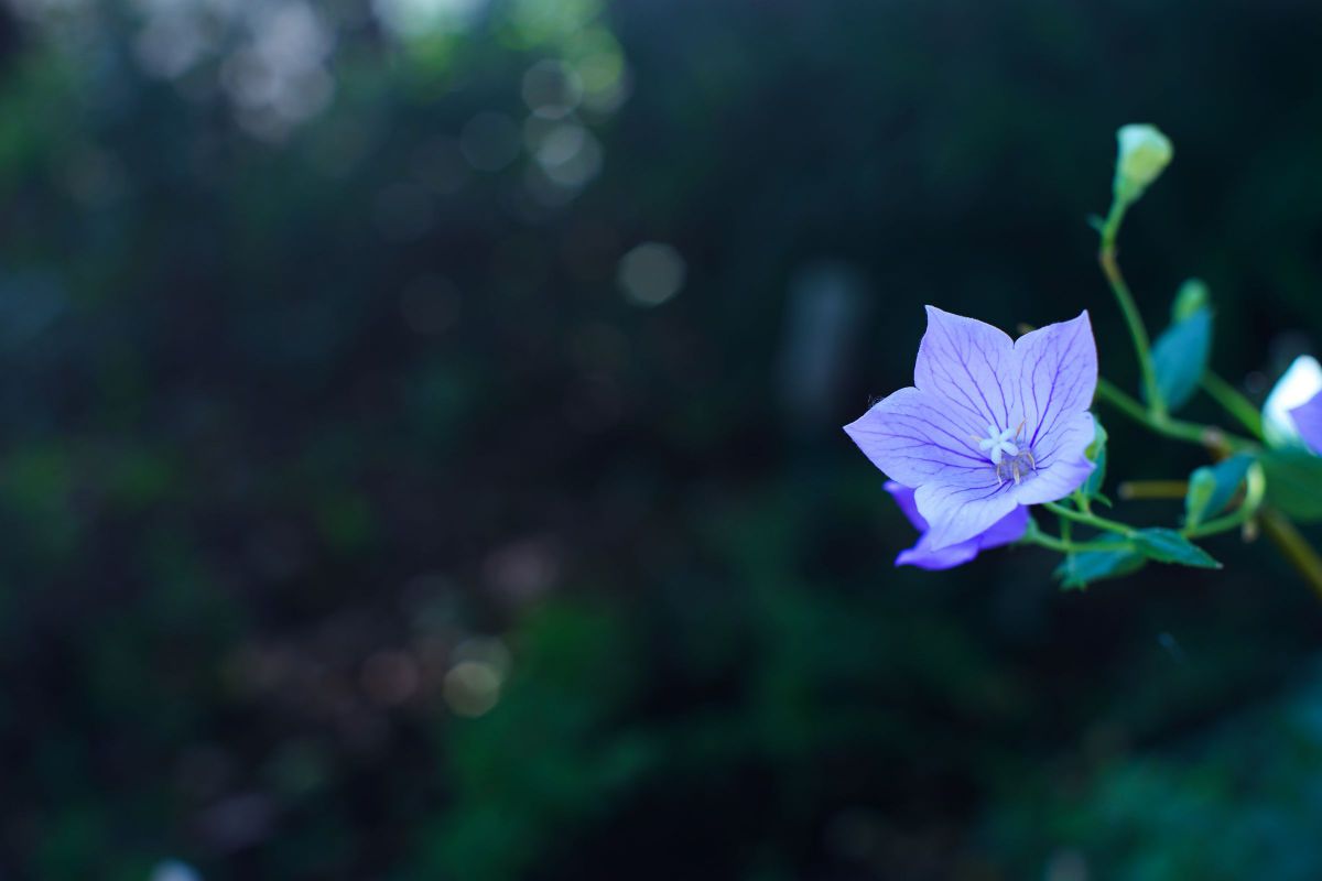 Super-Multi-Coated TAKUMAR で撮る。 | GANREF