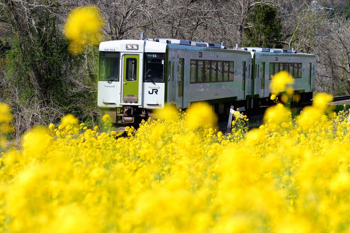 52 Weeks Project 。 | GANREF