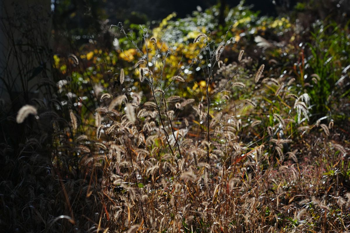 52 Weeks Project 。 | GANREF