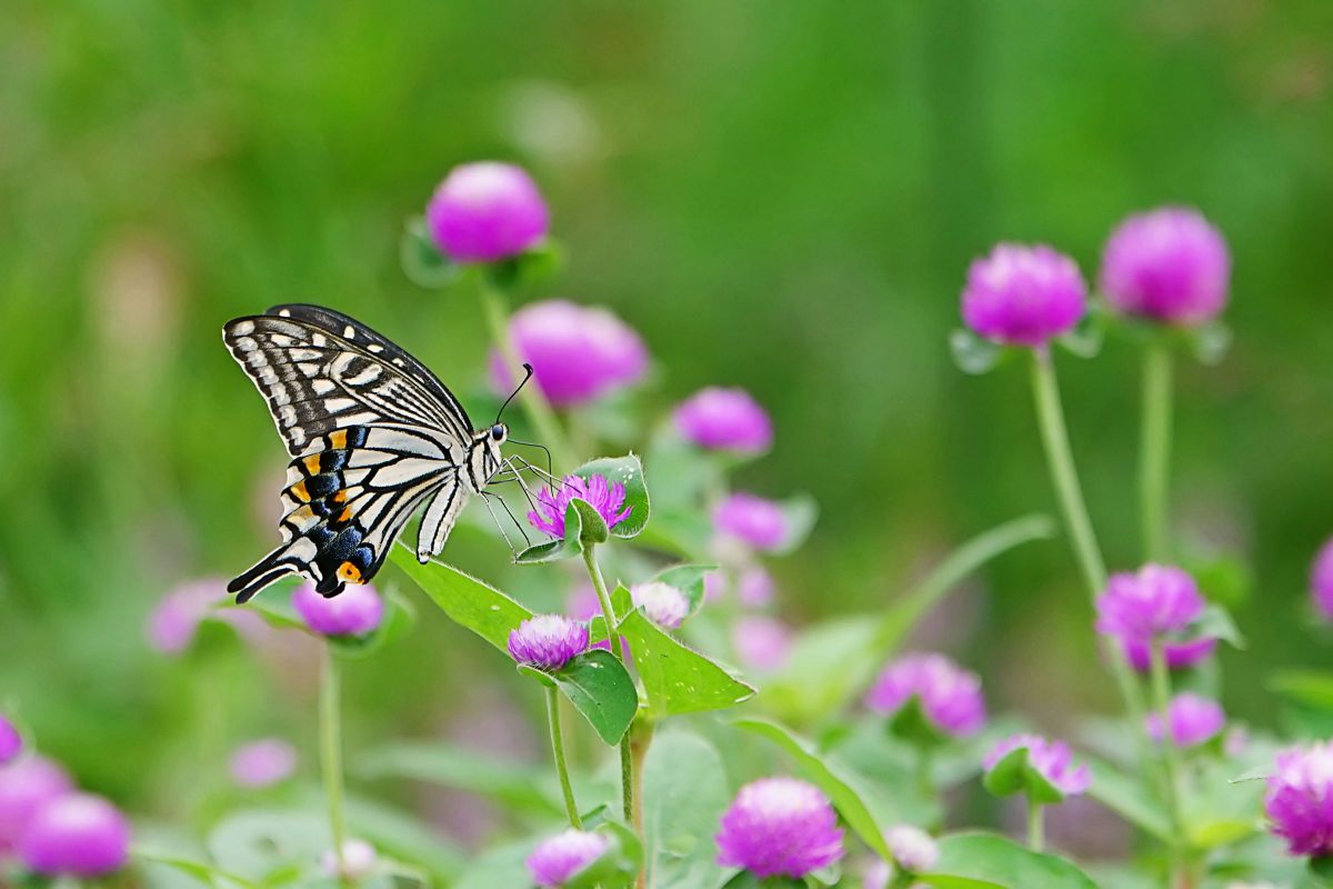 Candy, I love you. | GANREF