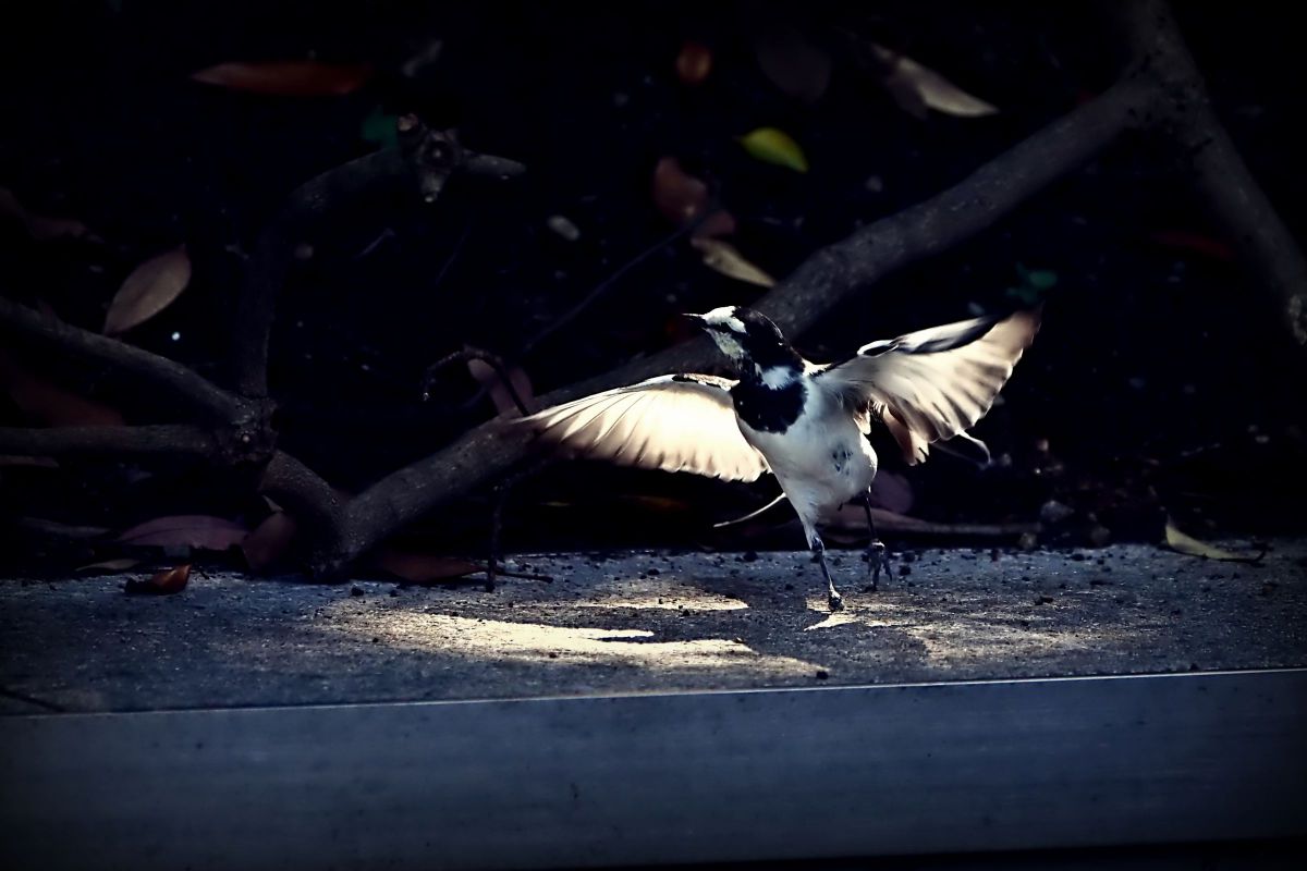 Solo dancer. | GANREF