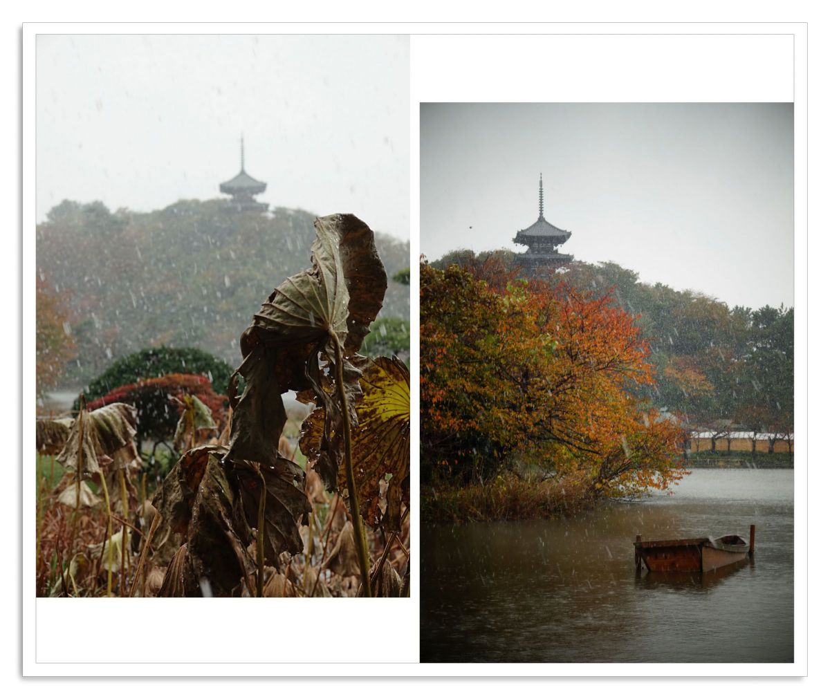 季節の便り・横浜版 2016年11月24日号・三溪園 | GANREF