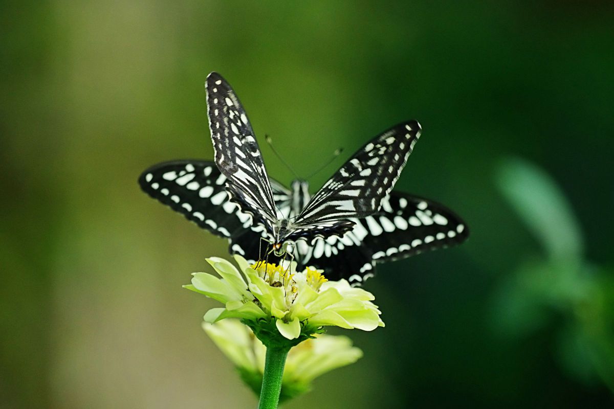 Overlapping type A. | GANREF