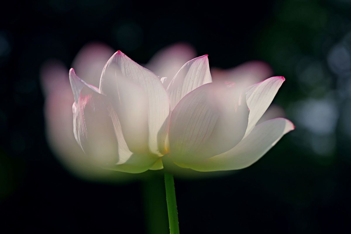 Overlapping. | GANREF