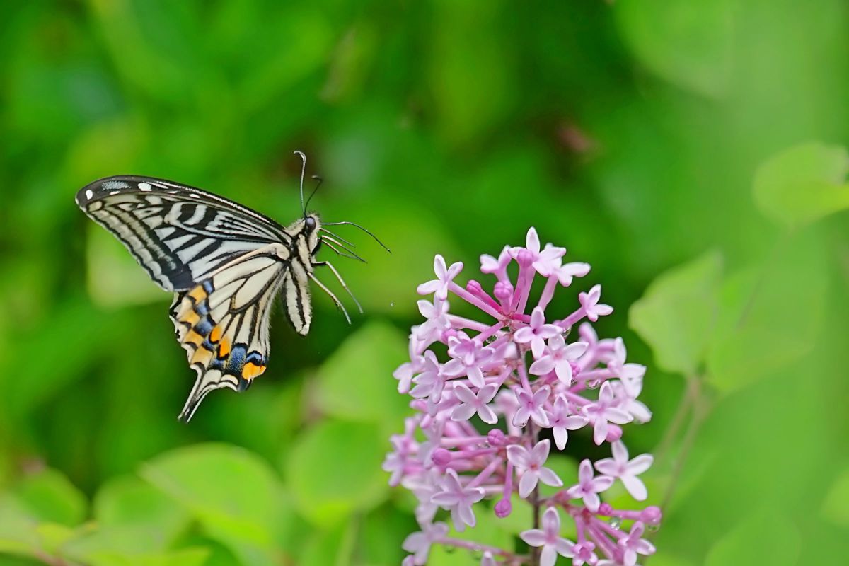 To the next. | GANREF