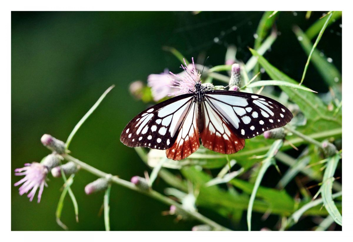 アサギマダラとの出会いを求めて / 2018年10月8日 | GANREF